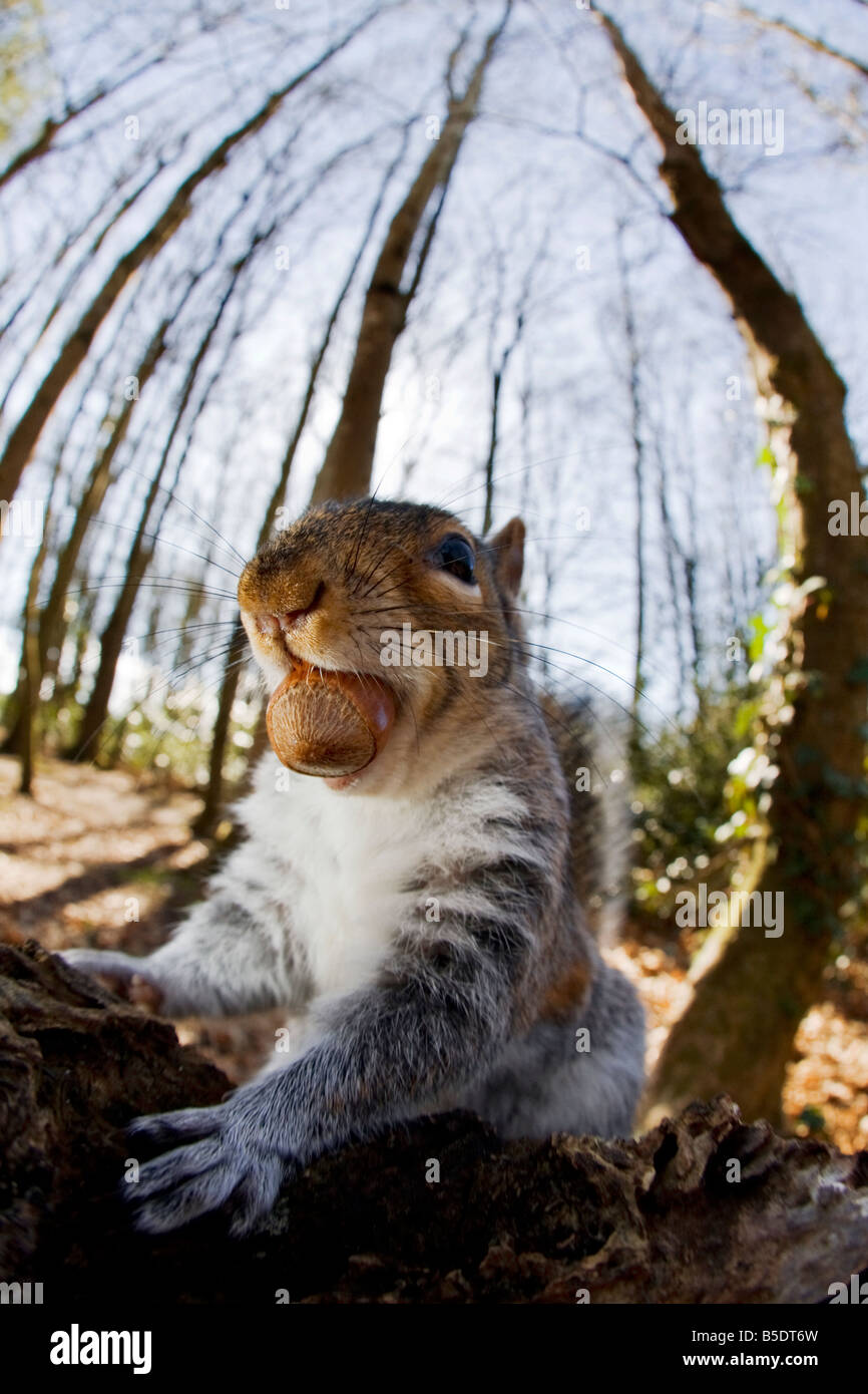 Grey squirrel nut eating tree hi-res stock photography and images - Alamy