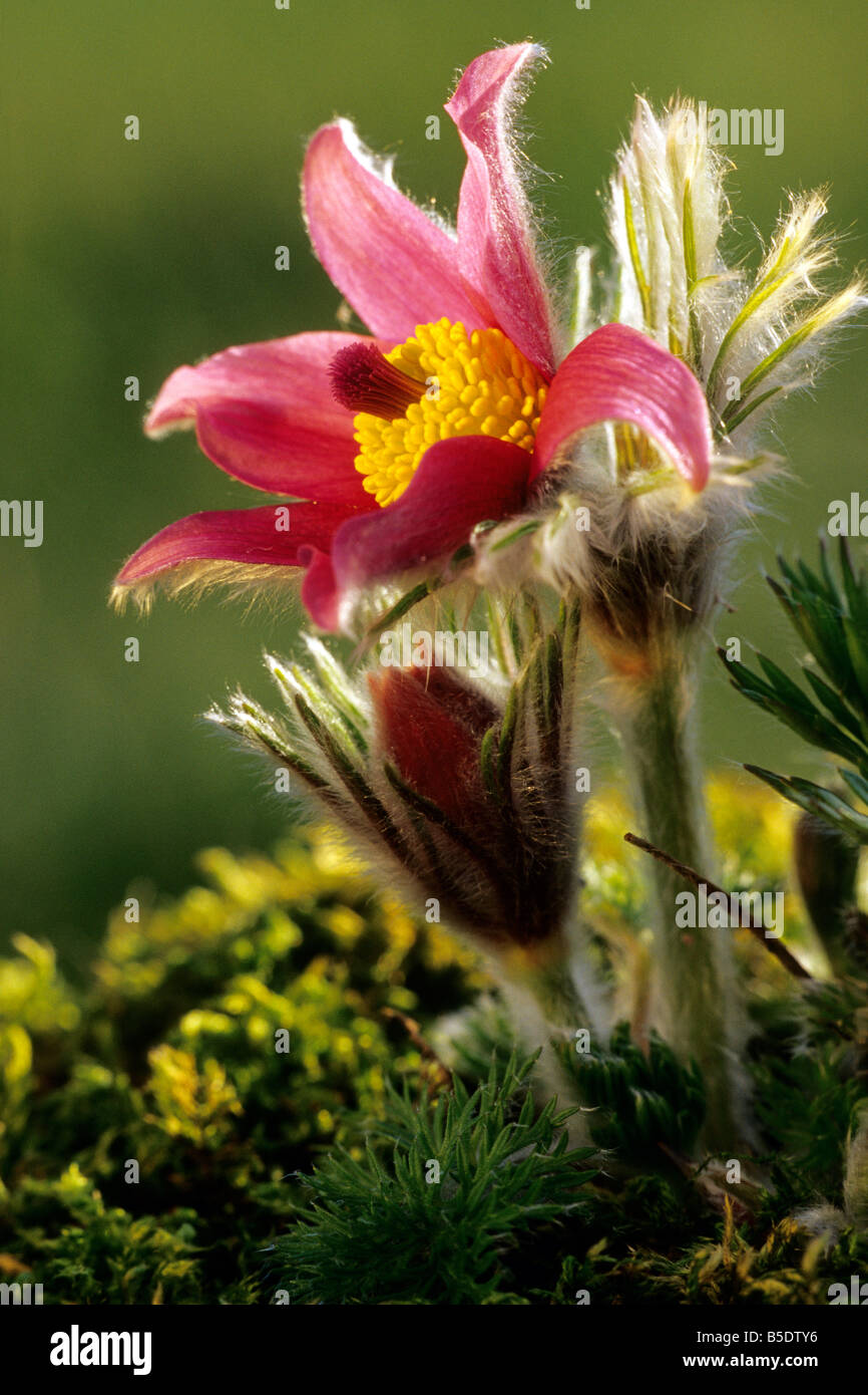 Pasque Flower (Pulsatilla halleri), flowering Stock Photo - Alamy