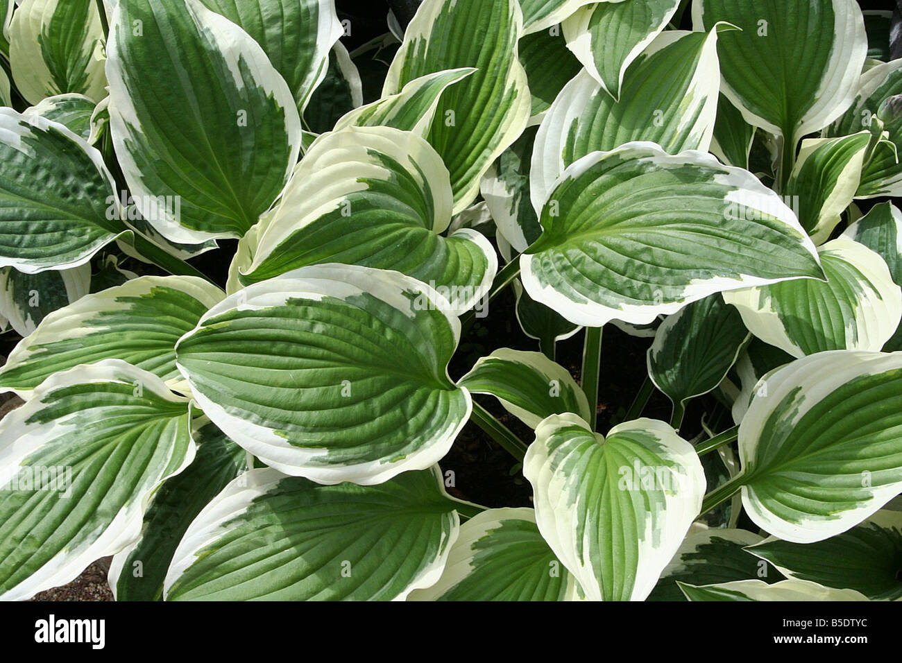A cluster of green varigated Hosta leaves Stock Photo - Alamy