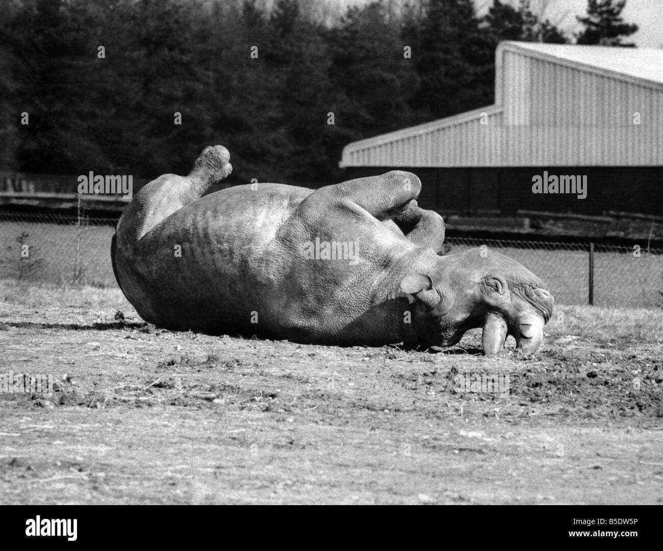 Rhino joins in her sons big show. It's not only the birds and the bees ...