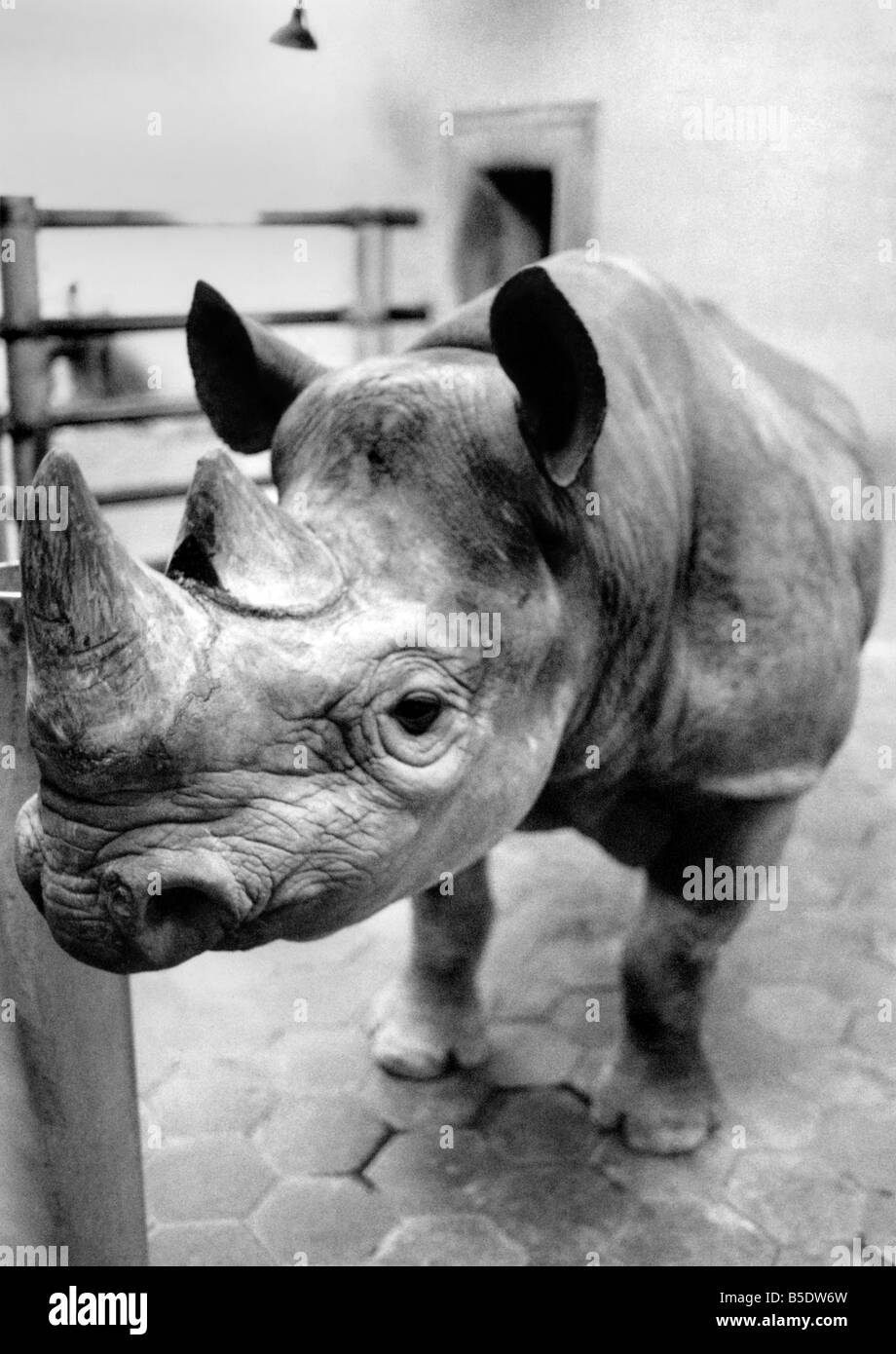 A Beastly Affair. Basha the randy rhino was feeling sore yesterday over ...