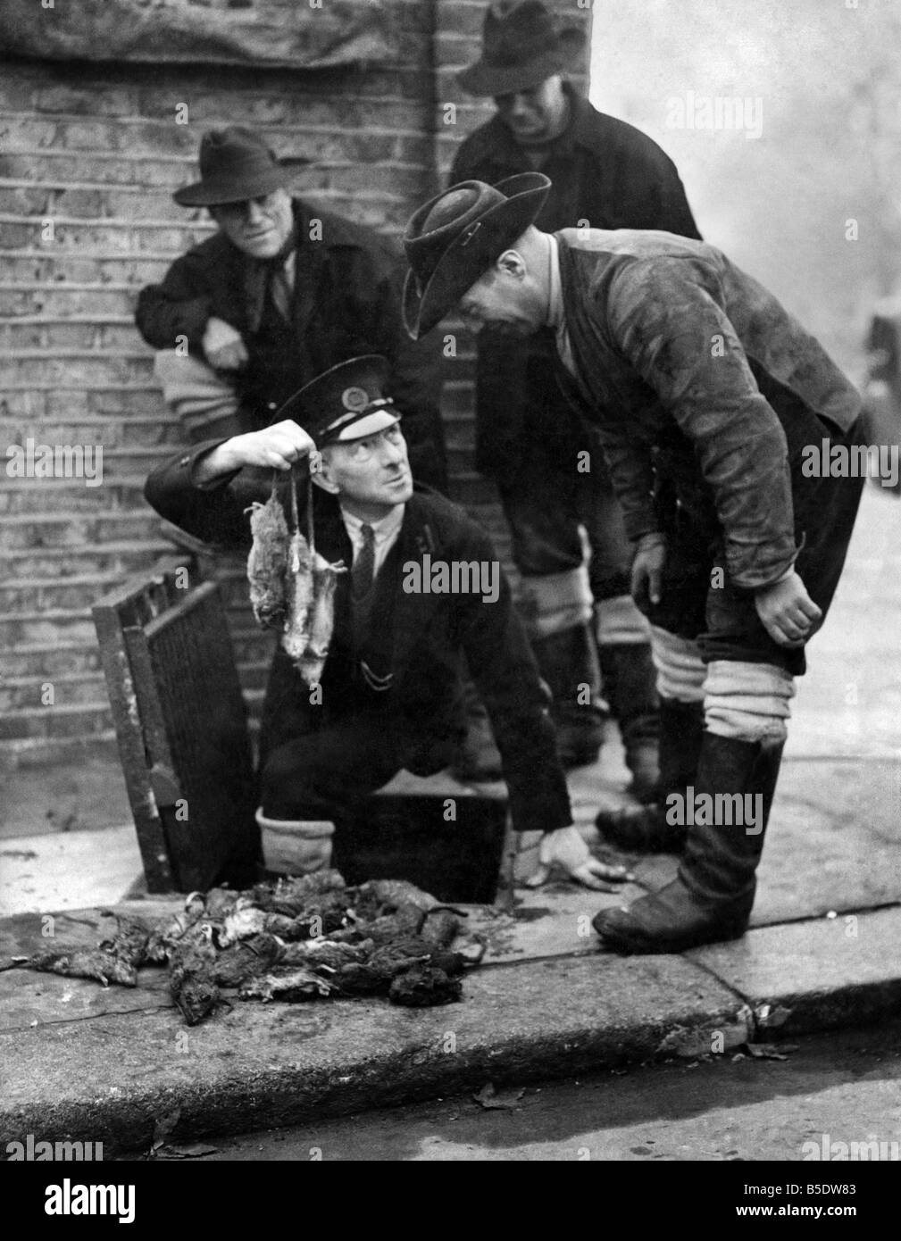 Vermin and rats Black and White Stock Photos & Images - Alamy