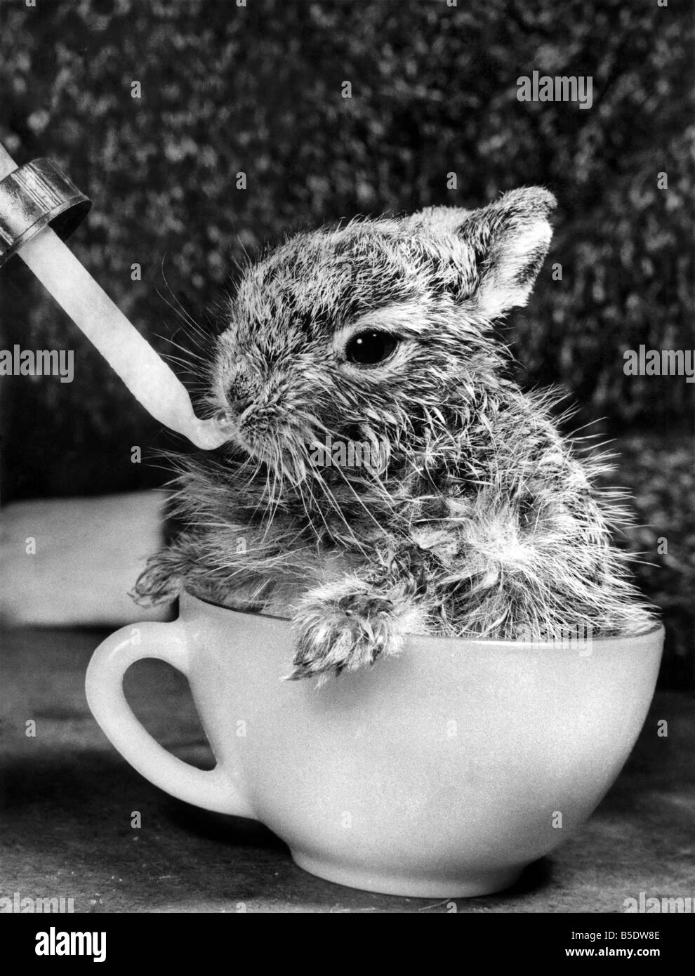 March hare hi-res stock photography and images - Alamy