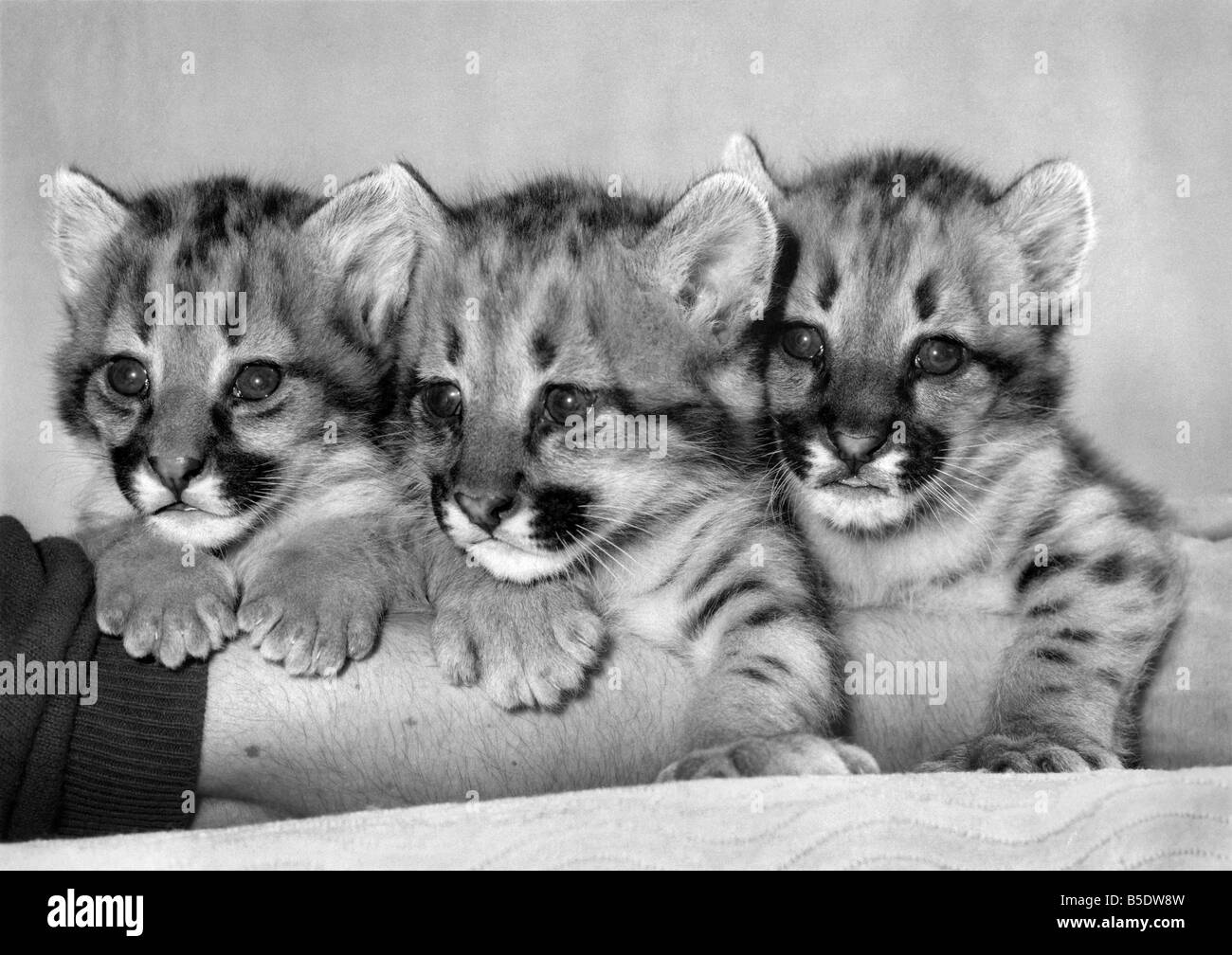 Safe Among the Tigers: These baby pumas probably wouldnÆt survive long ...