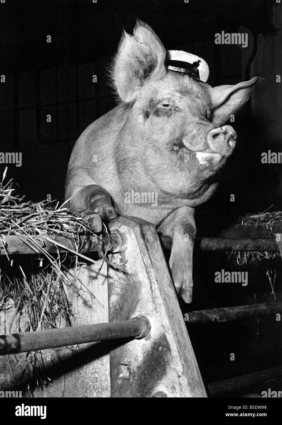 Children dress up as animals Black and White Stock Photos & Images - Alamy
