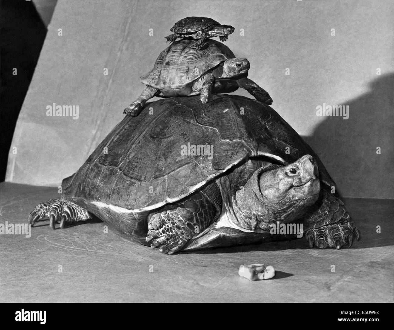 Hey! one Black and White Stock Photos & Images - Alamy