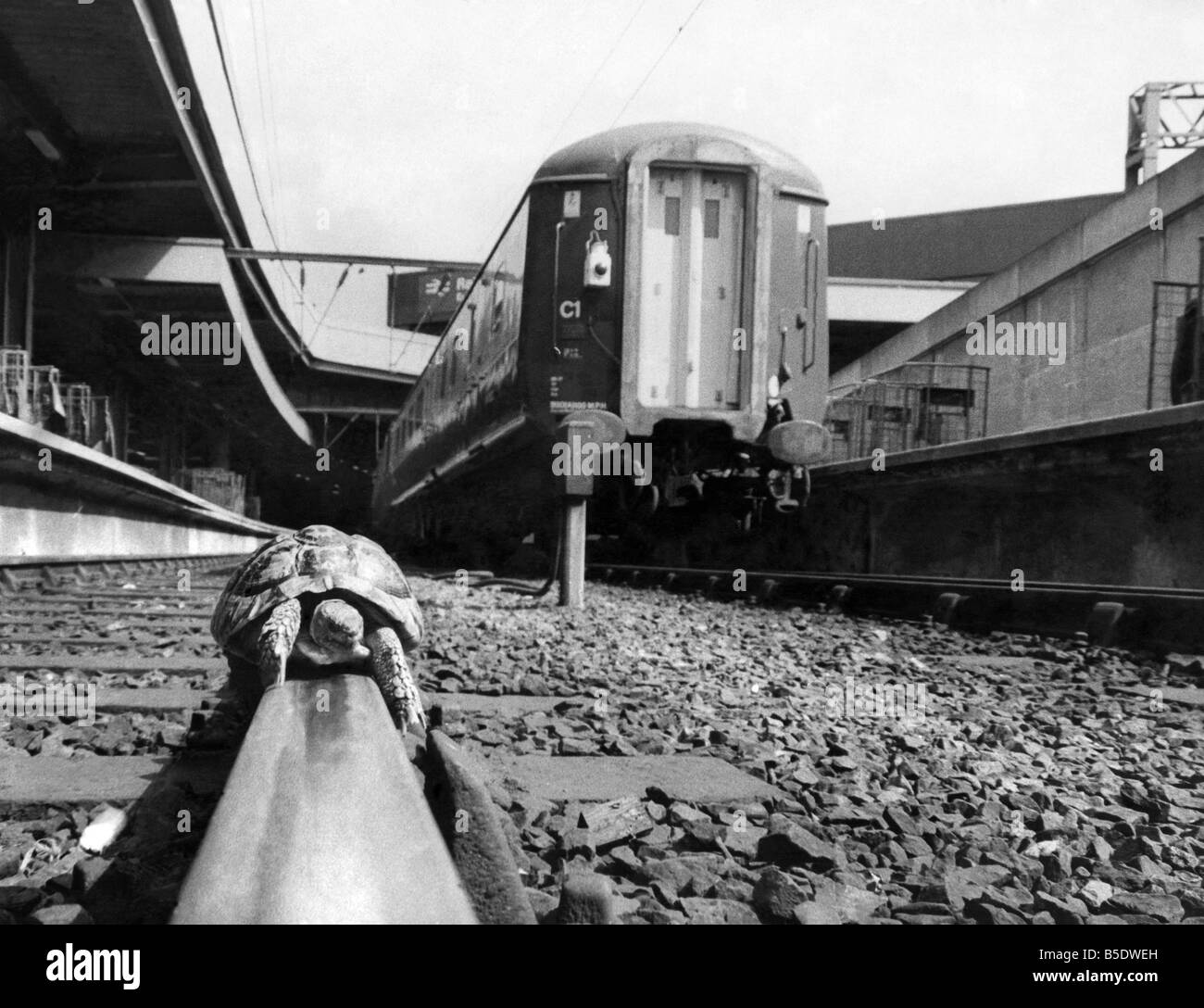 The ton-up tortoise. Macwattie became the fastest tortoise in Britain ...