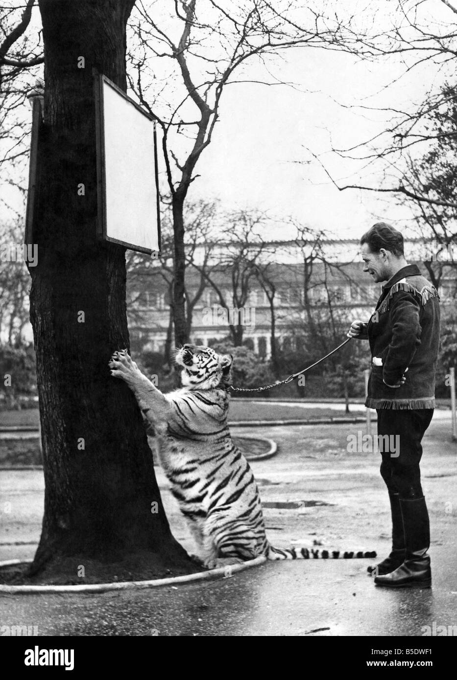 Animals - Tigers: January 1957 P000730 Stock Photo - Alamy