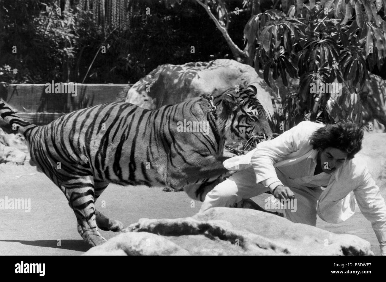 Iíve got a tiger on my tail: Clasped in the paws of a Bengal tiger ...