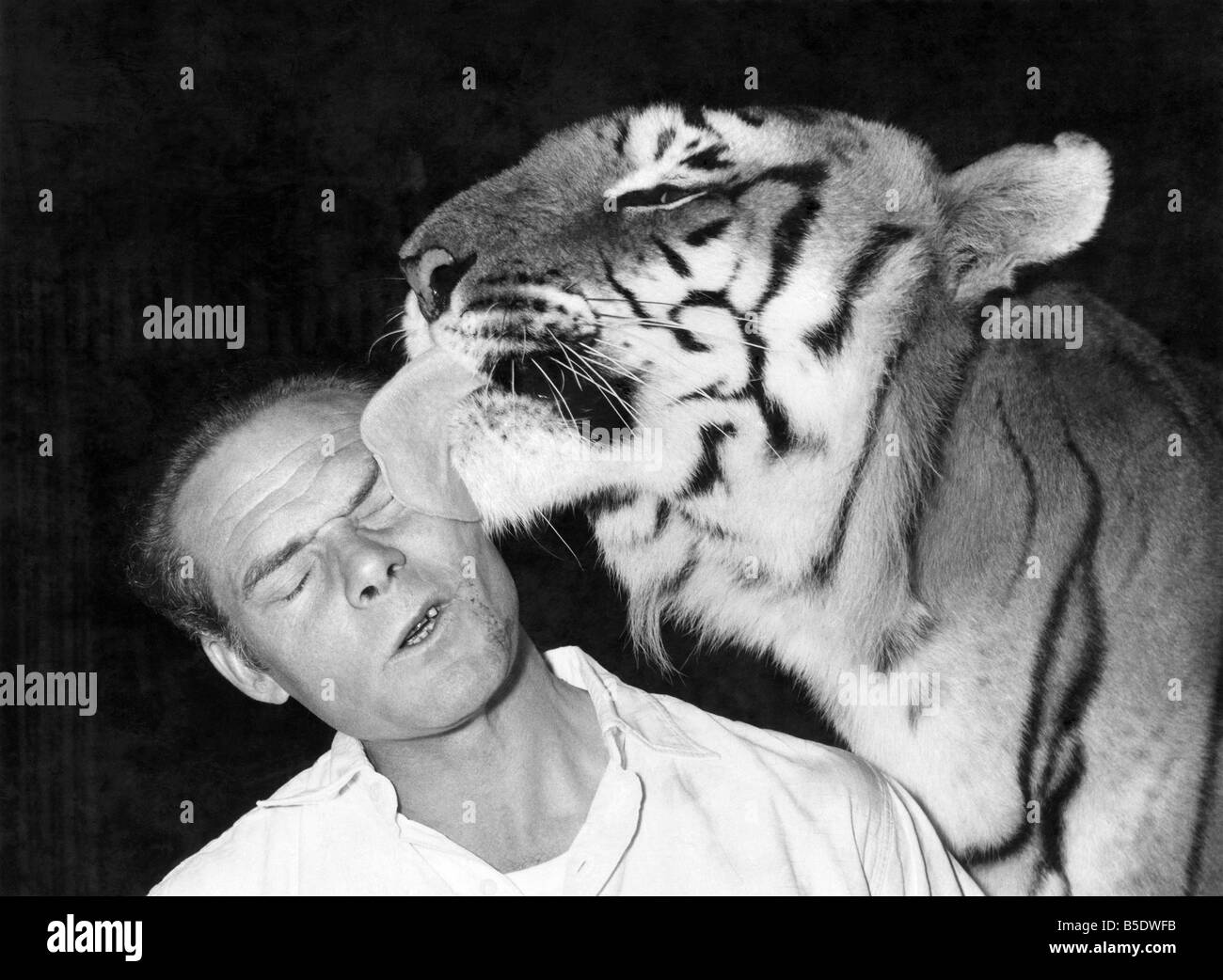 Jungle-bred, killer tiger Khan licks the face of his trainer, Alex Kerr ...