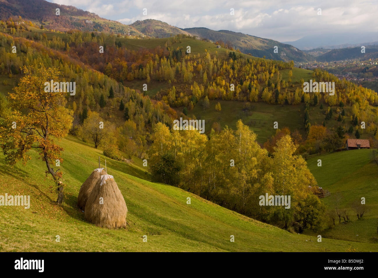 Beautiful pastoral montane landscape with traditional agriculture hay ...