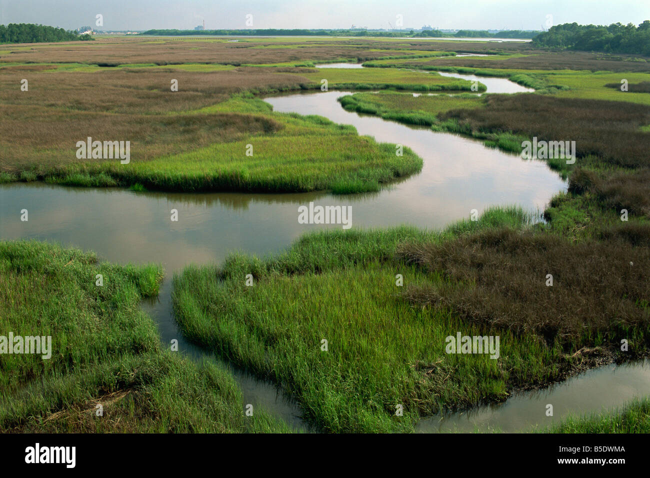 Wetlands of the Cooper River, North Charleston area, South Carolina ...