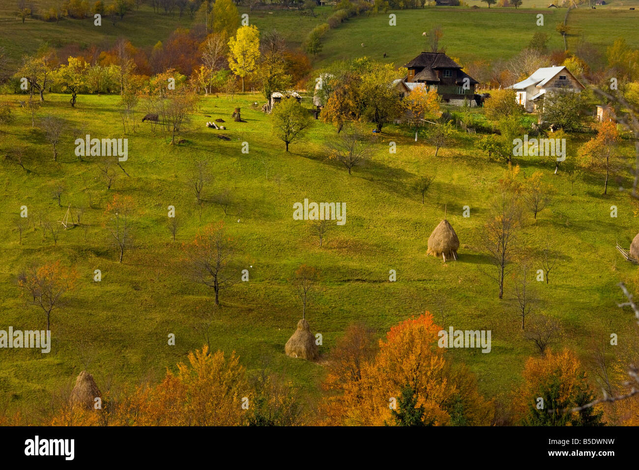 Beautiful pastoral montane landscape with traditional agriculture hay ...