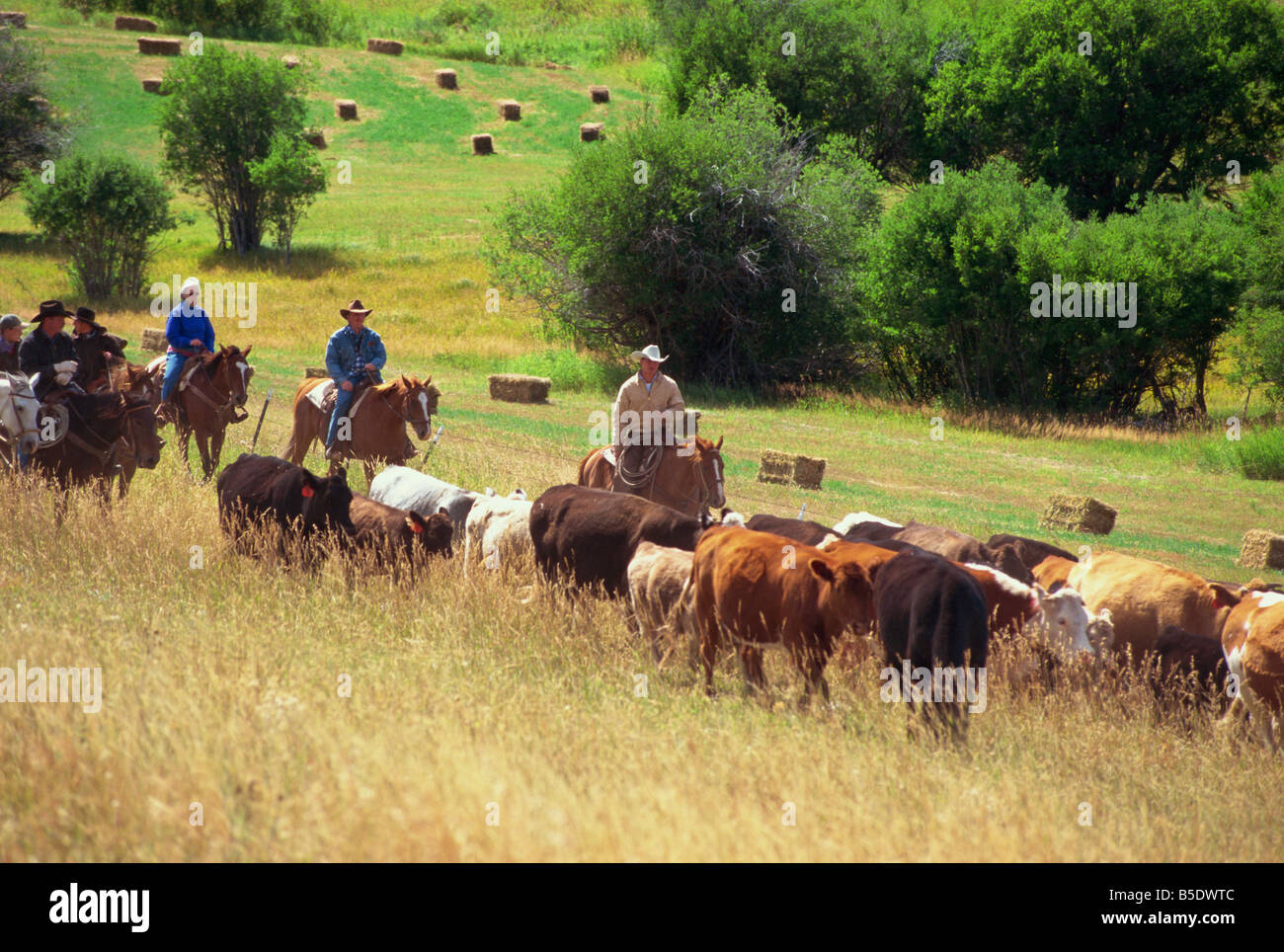 Cattle round-up in high pasture, Lonesome Spur Ranch, Lonesome Spur ...