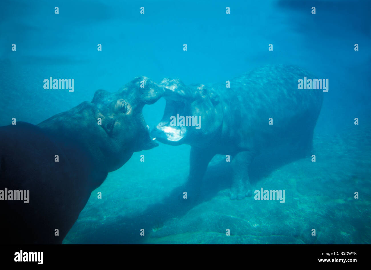 hippopotame HIPPO WALKING UNDERWATER HIPPOPOTAMUS AMPHIBIUS SAN DIEGO ...