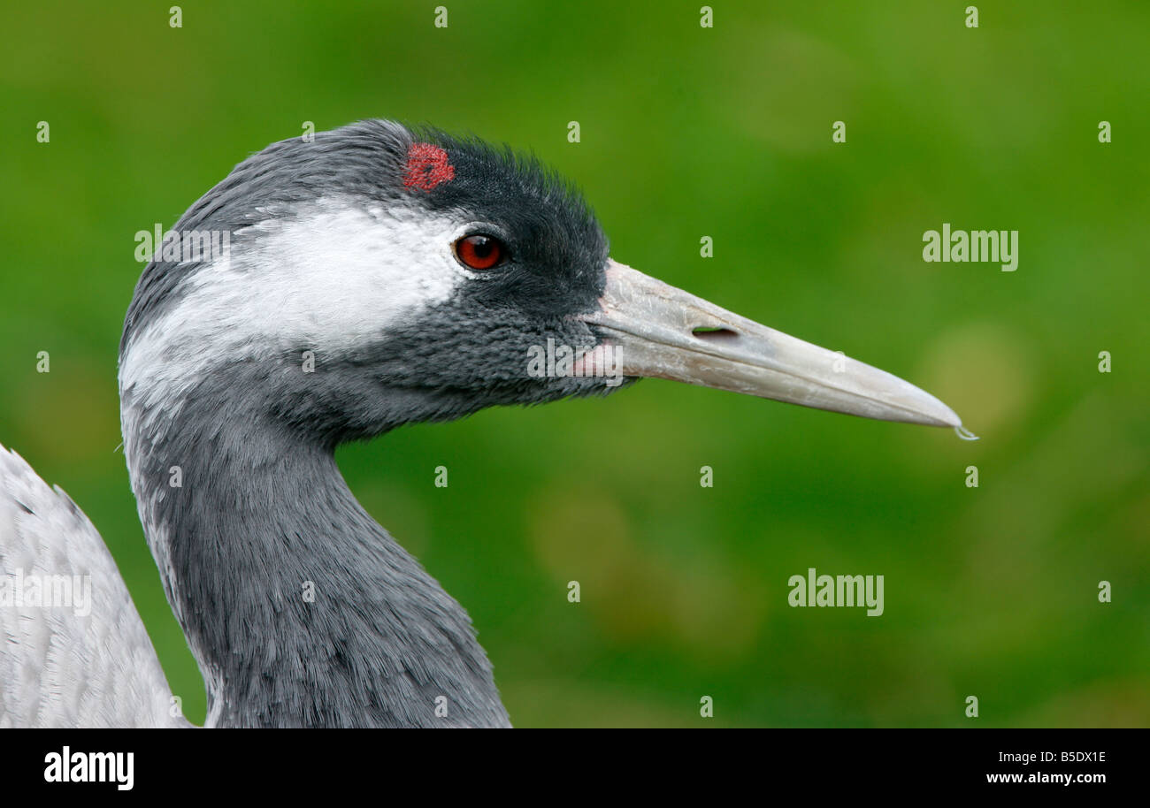 Common crane Grus grus head detail captive Stock Photo - Alamy