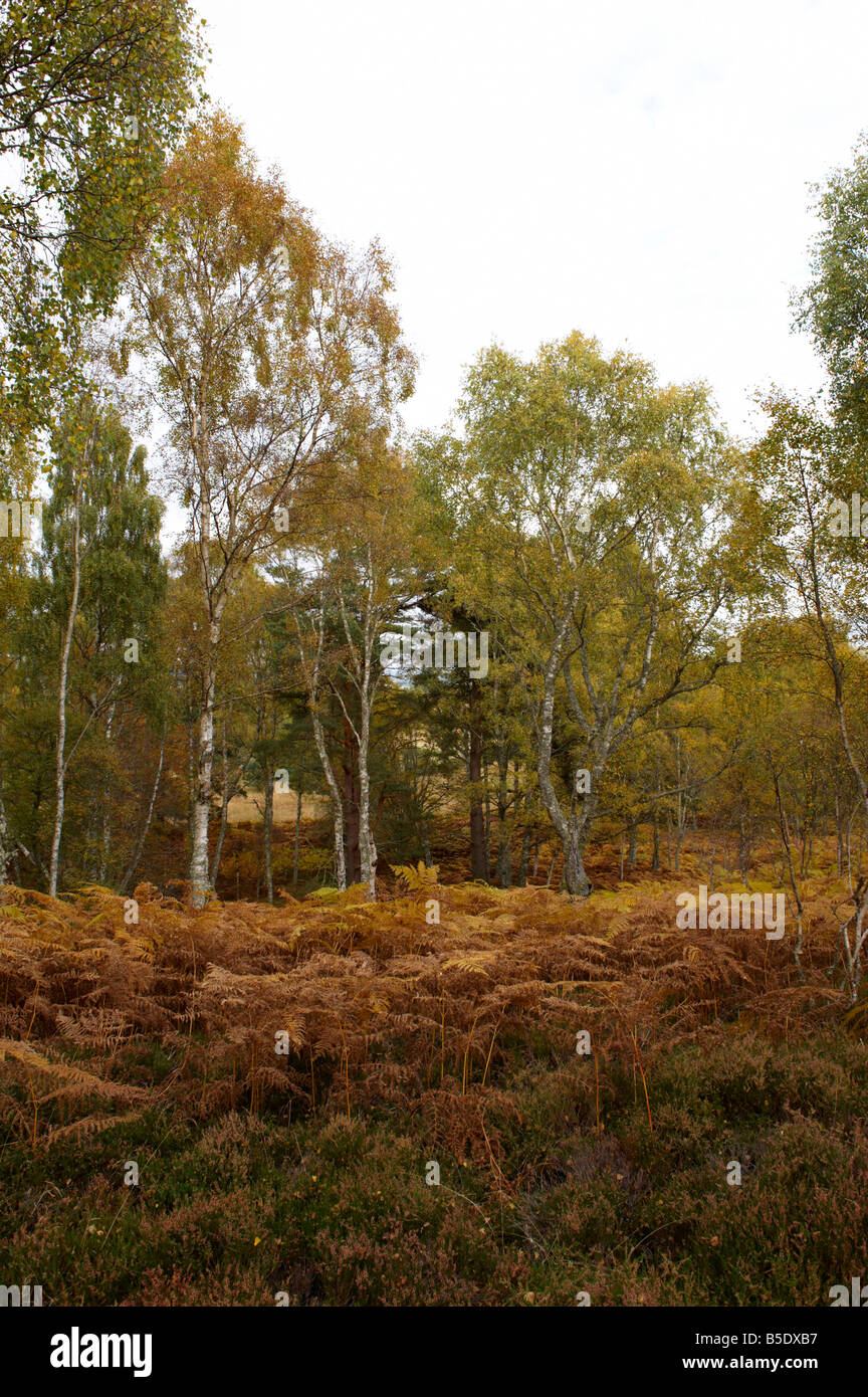 Burn 'O Vat Trees and ferns Scotland UK in the autumn Stock Photo - Alamy