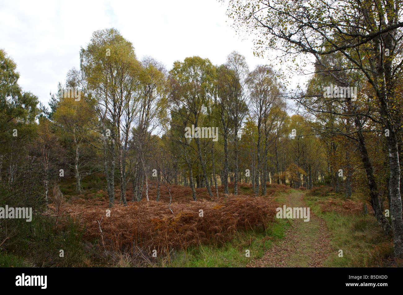 Trees and ferns Scotland UK in the autumn Burn O' Vat Stock Photo - Alamy