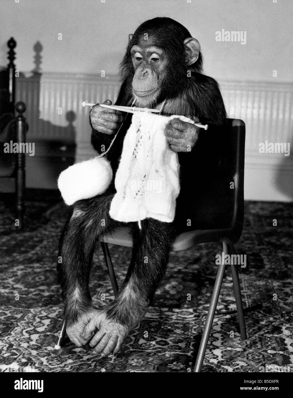 Animals: Monkeys Chimps. Jill the 3 years old chimp at Twycross Zoo ...