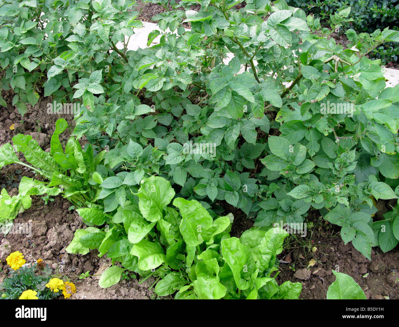 Spinach plot hi-res stock photography and images - Alamy