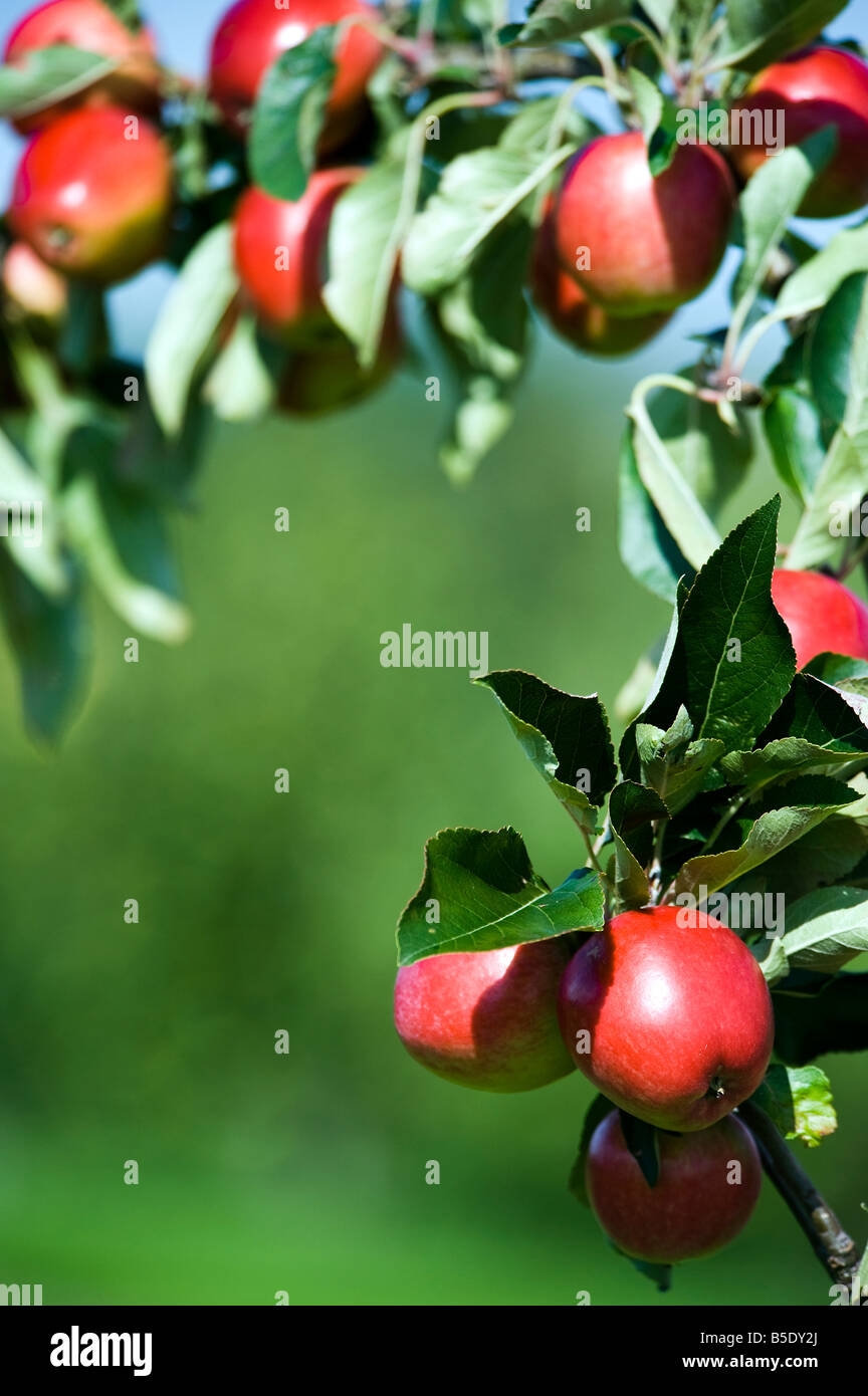 An orchard owned by The Orchard Pig a company producing cider fruit ...