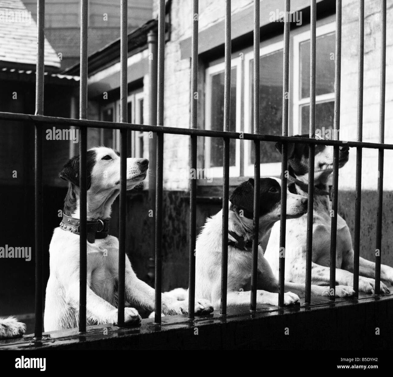 Battersea dogs home london hi-res stock photography and images - Alamy