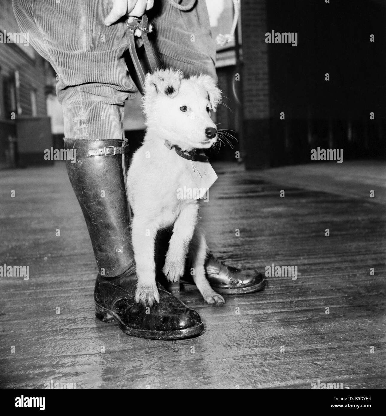 Dog wandering around house hi-res stock photography and images - Alamy