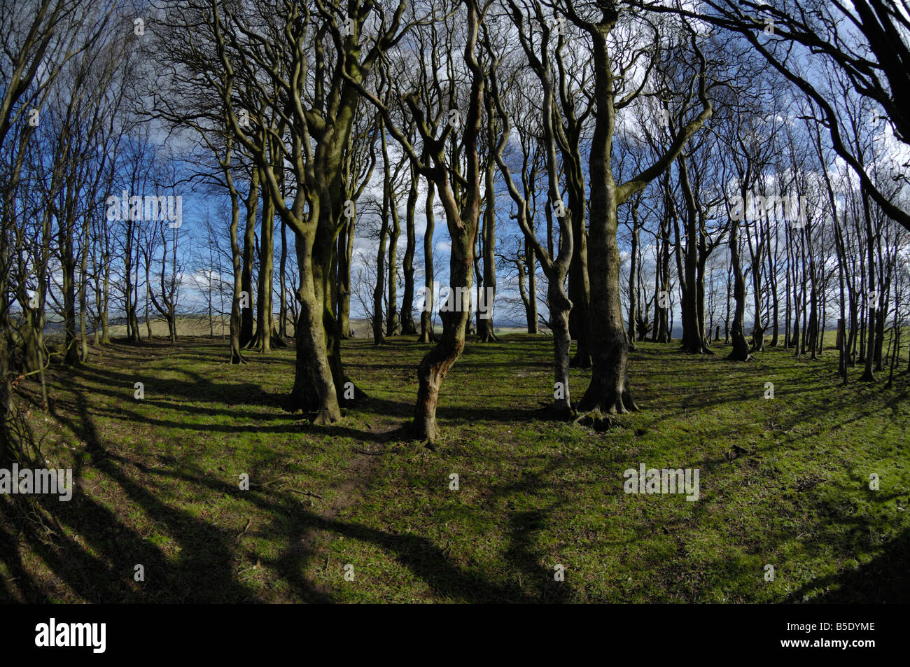 Rectangular trees hi-res stock photography and images - Alamy