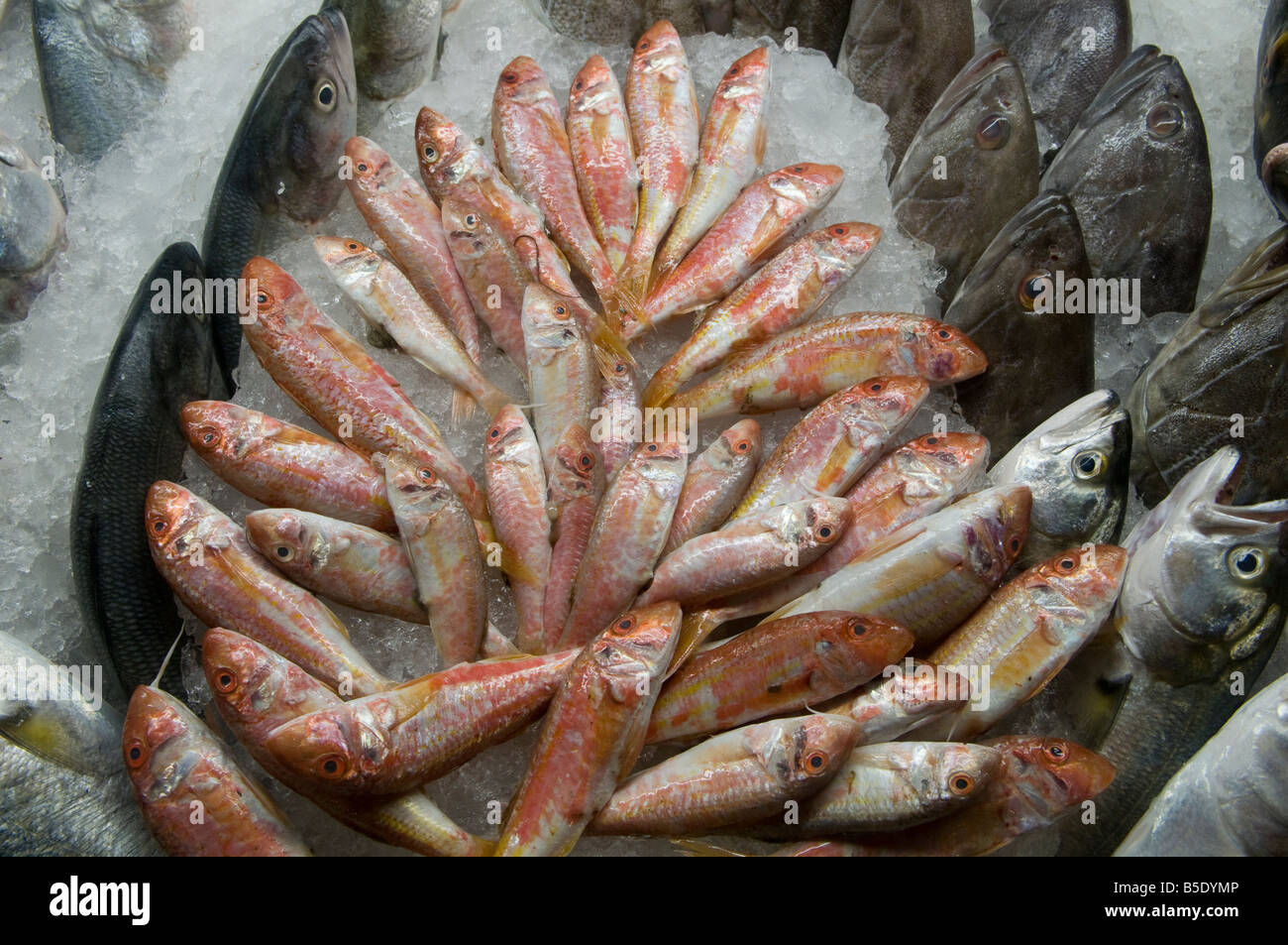 Fish market alexandria egypt hi-res stock photography and images - Alamy
