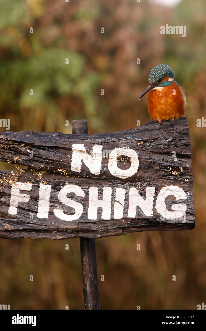 Kingfisher no fishing sign hi-res stock photography and images - Alamy