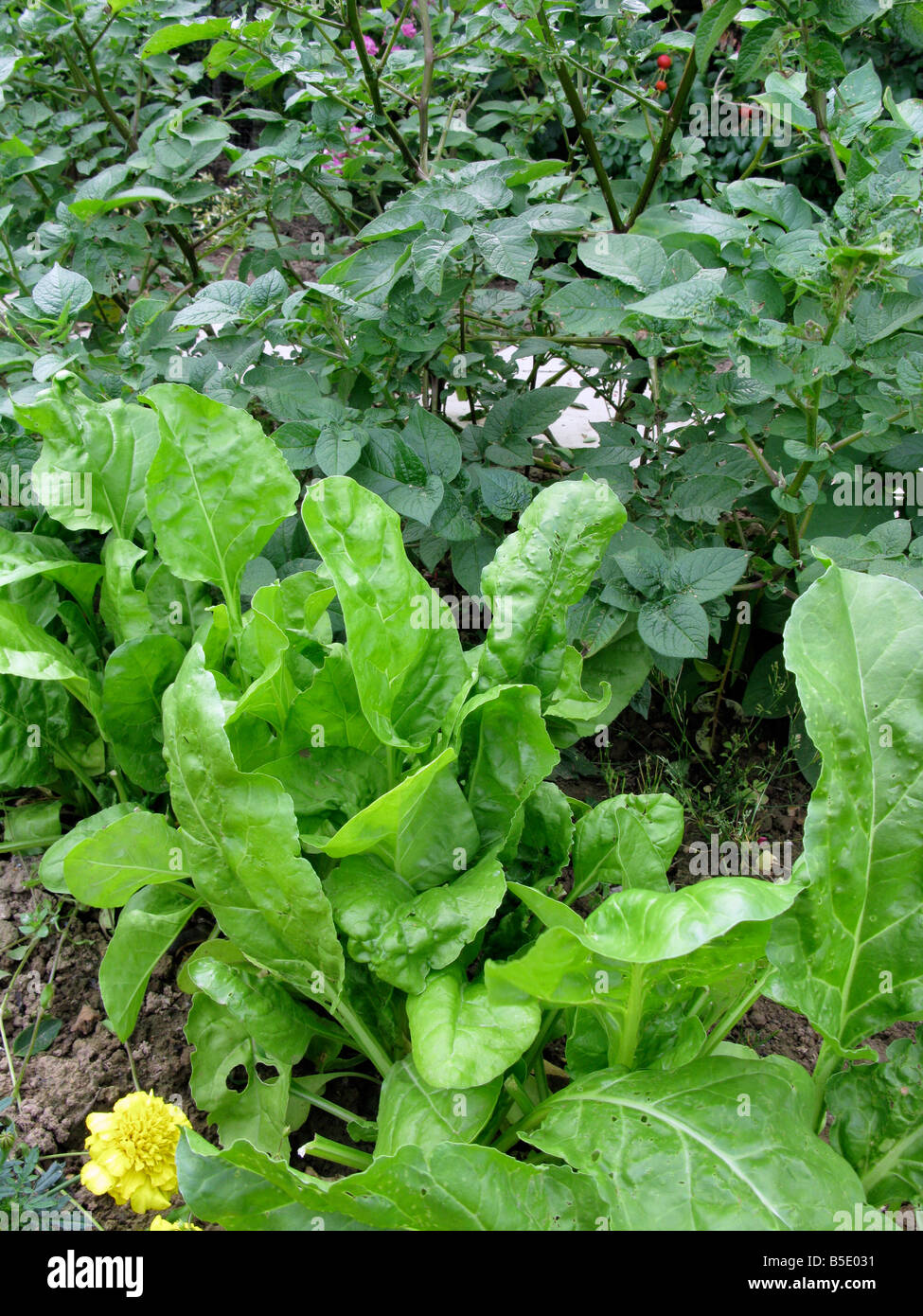 potatoes spinach growing on a vegetable patch in kitchen garden Stock ...