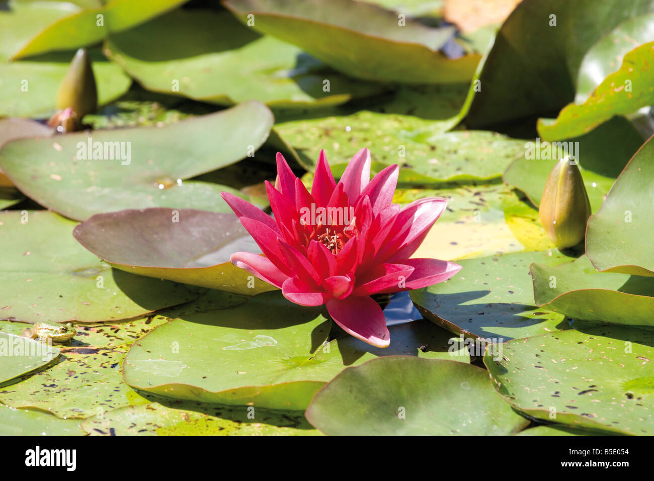 Water lilies ((Nymphaea) close-up Stock Photo - Alamy