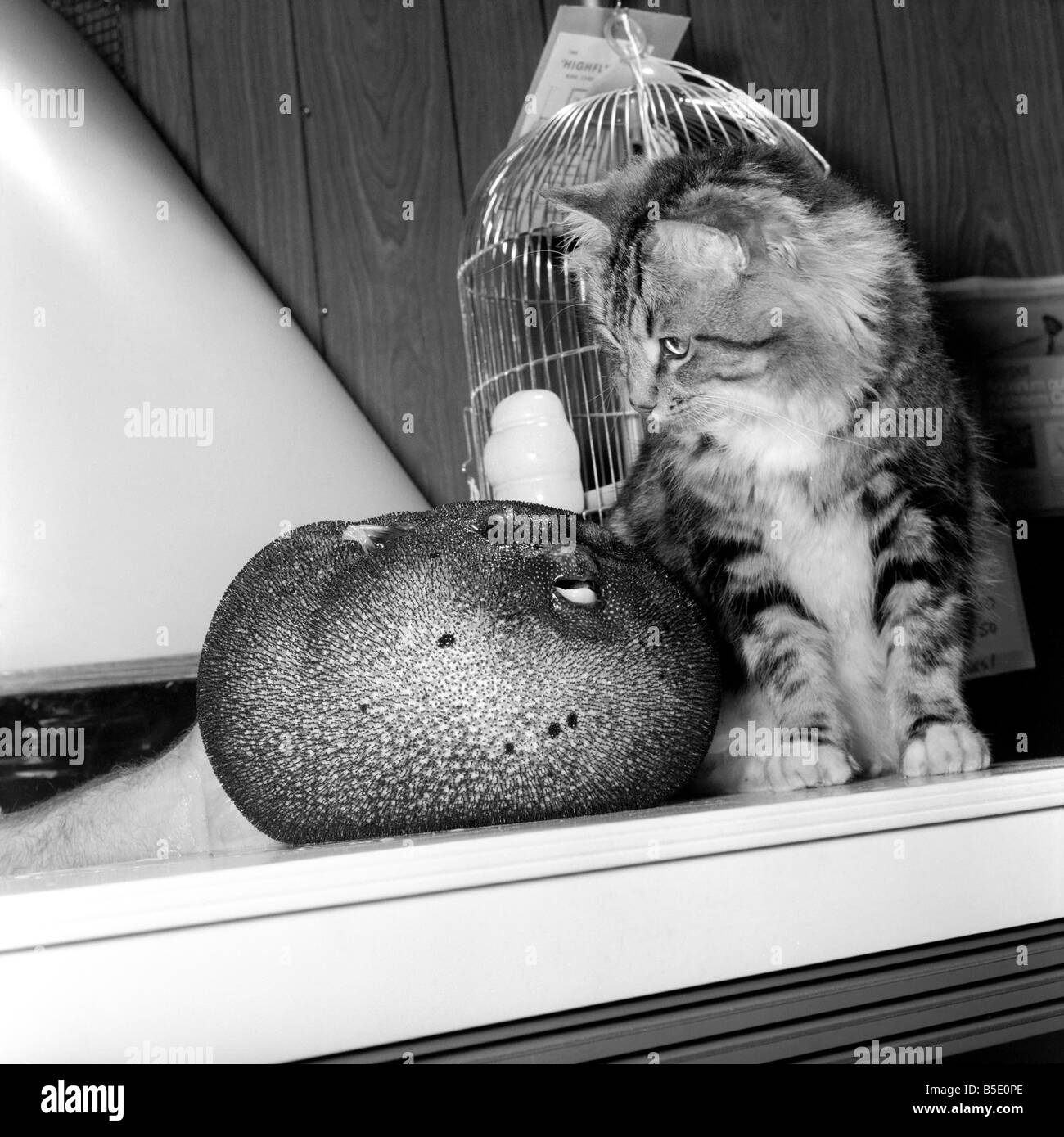 Cat and puffer fish. December 1975 Stock Photo - Alamy