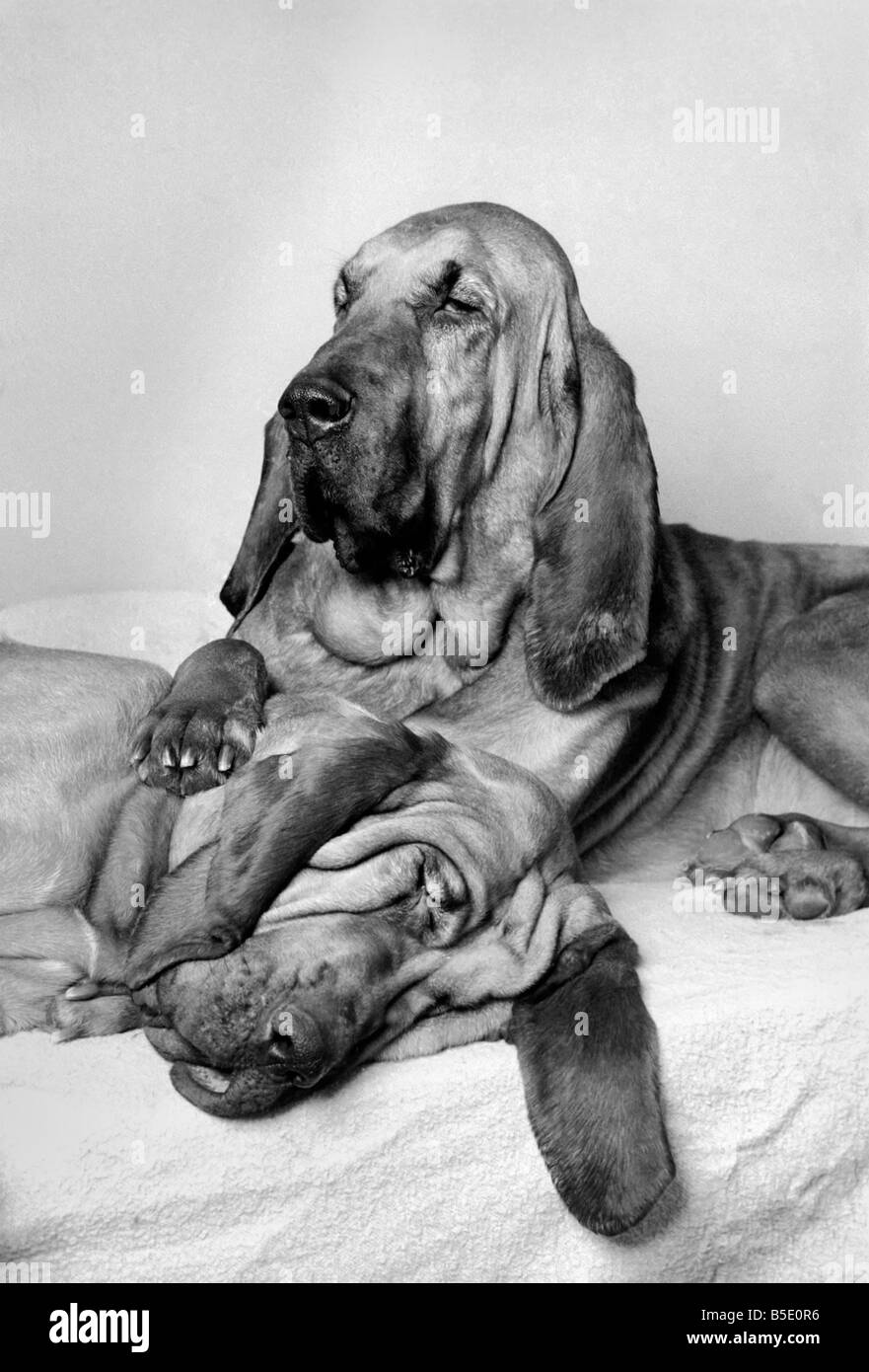 Henry and two year old Saint stars in TV Ads with Clement Freud ...