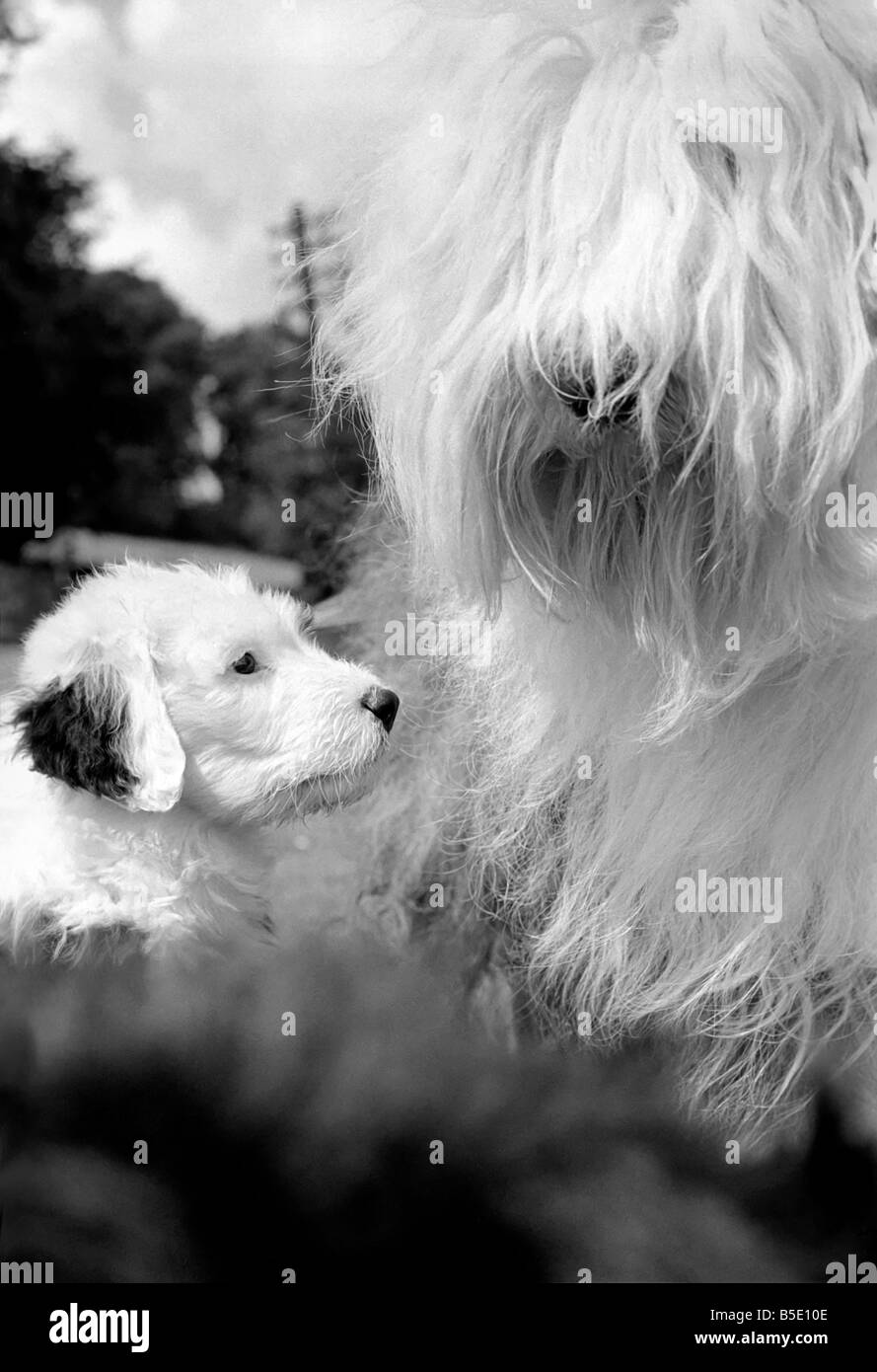 Old English Sheepdog Bay Area