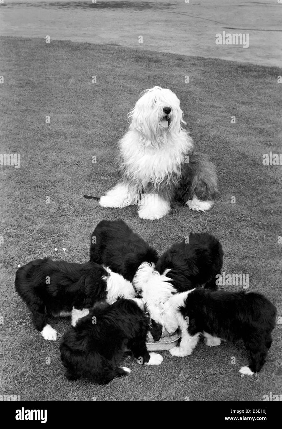 Old English Sheepdogs: When you're only seven weeks old and suddenly ...