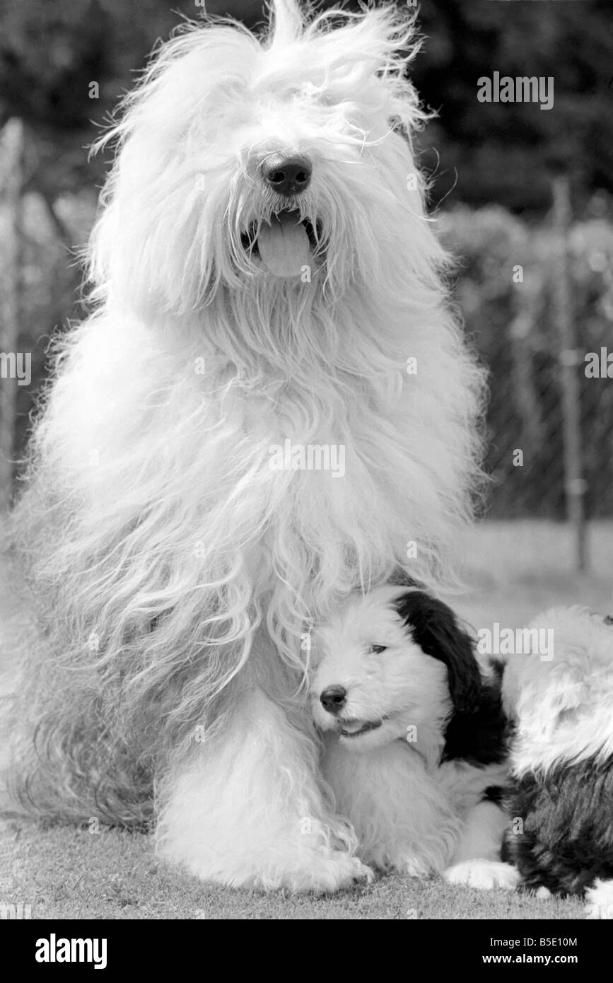 Old English Sheepdog Bay Area