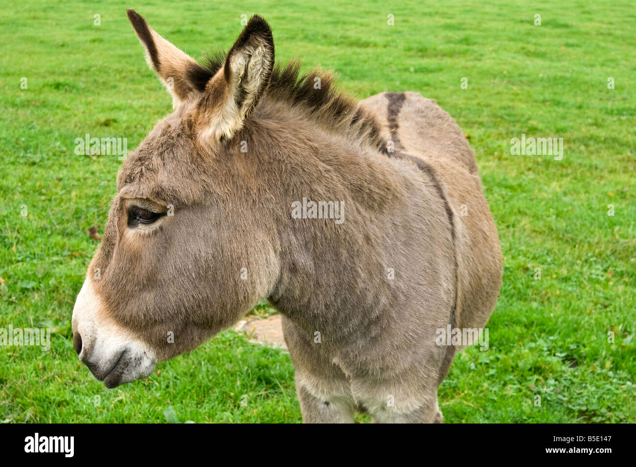 1 Donkey High Resolution Stock Photography and Images - Alamy