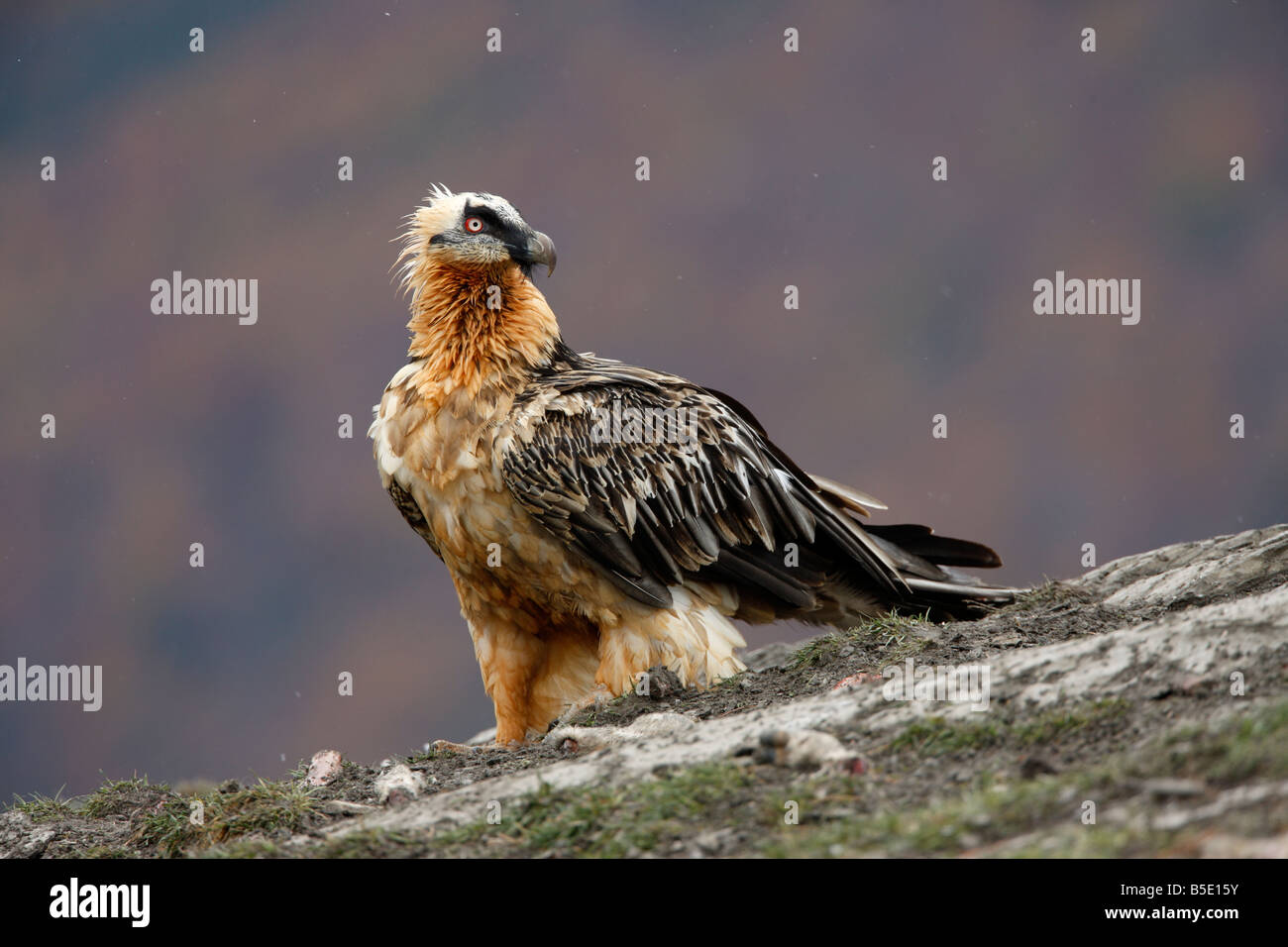 Bearded vulture spain hi-res stock photography and images - Alamy