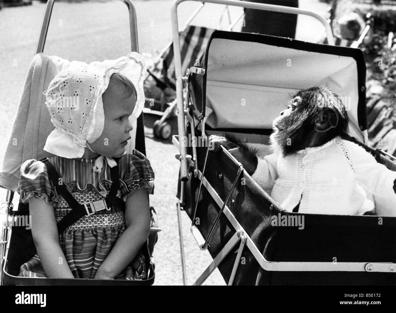 Empathy amongst the apes: Chad the baby chimp begs for Natalie Daniels ...