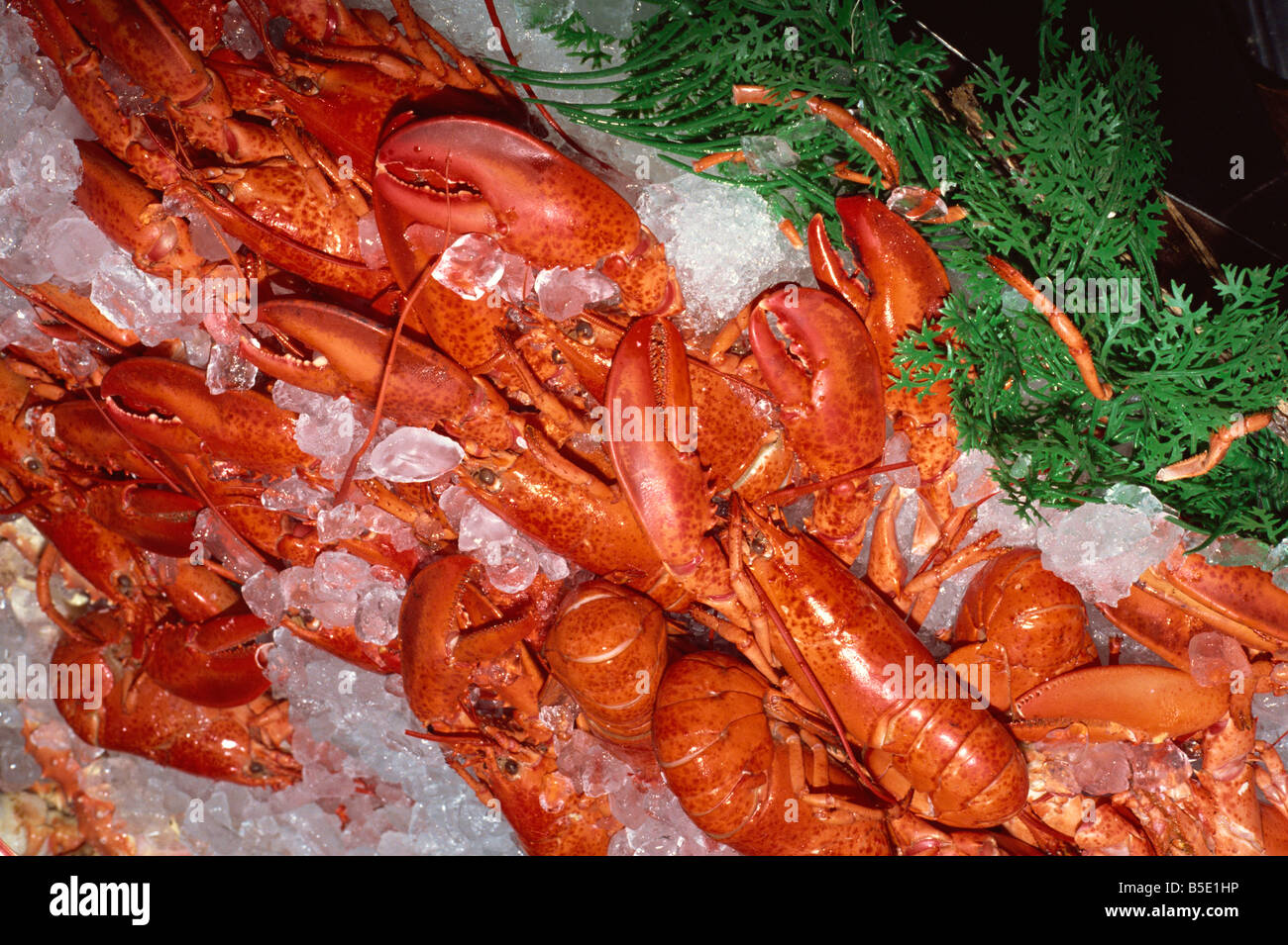 Lobsters on sale in popular Pike Place Market, Seattle, Washington ...