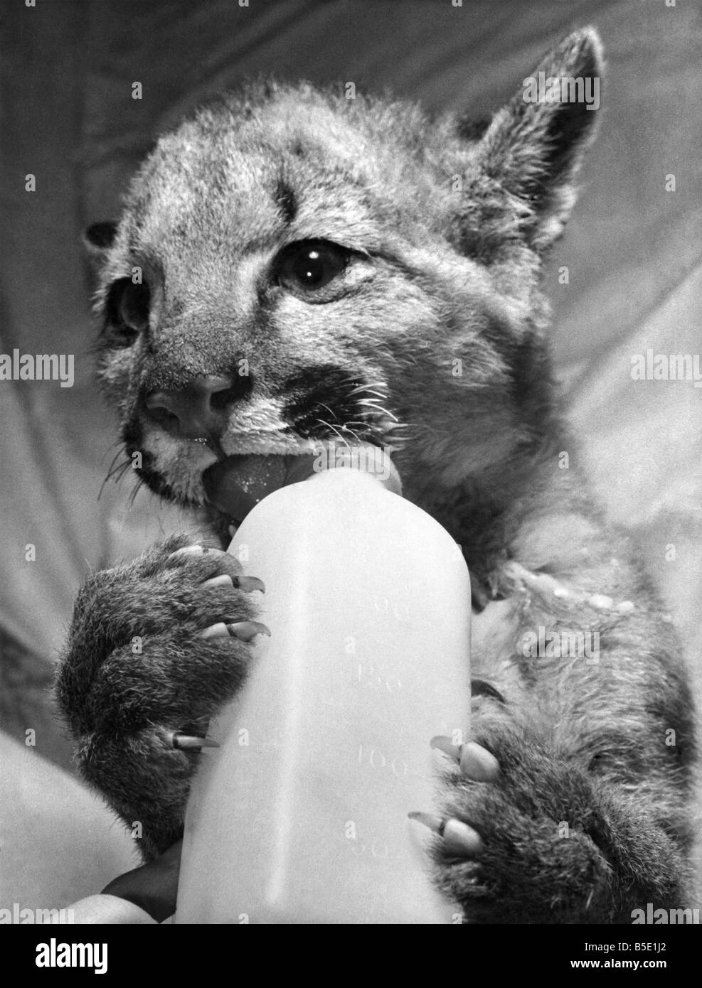 A two month old baby puma in just the right pose as it hit the bottle ...