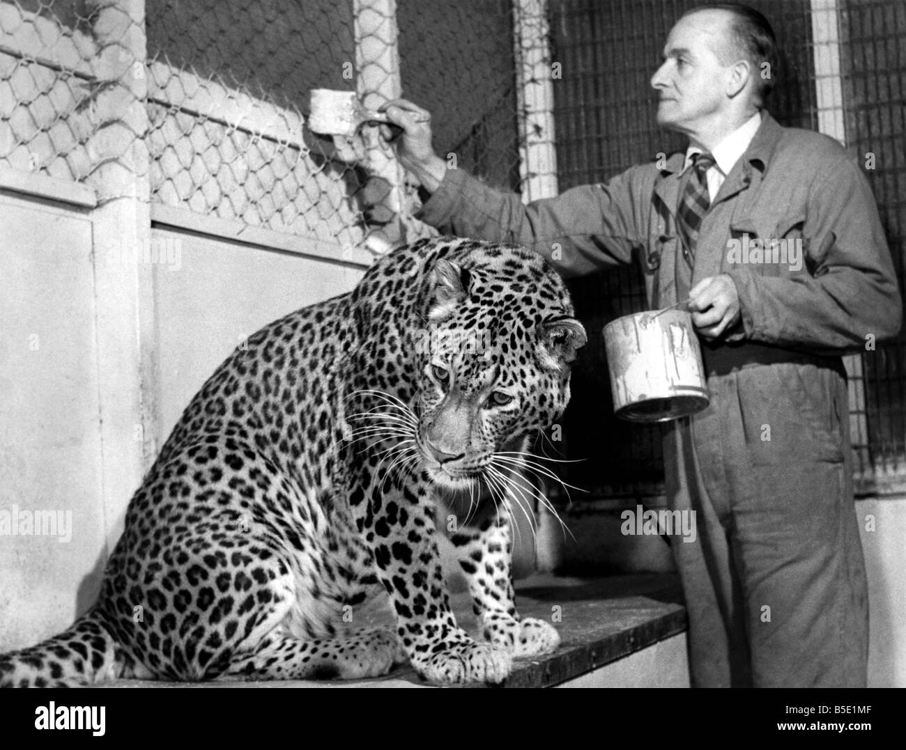 When the zoo man first walked into Chiefy the leopardıs cage to do a ...