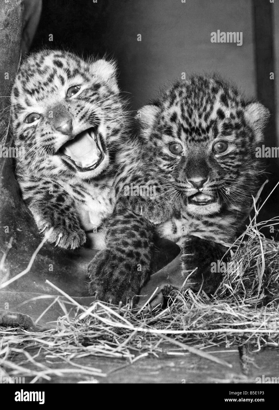 Six expressions hi-res stock photography and images - Alamy