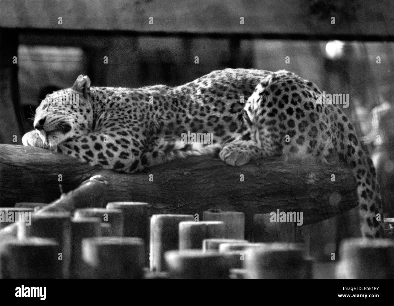 Fritz the Leopard dozes at London Zoo. Circa 1980 Stock Photo - Alamy