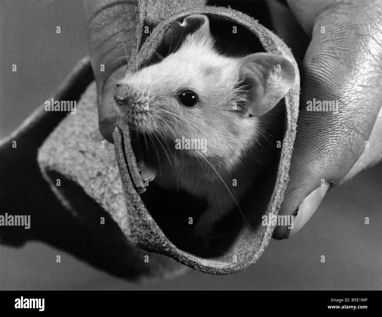 Swatched in a dry towel, a rub-down for Bobby the mouse. June 1969 ...