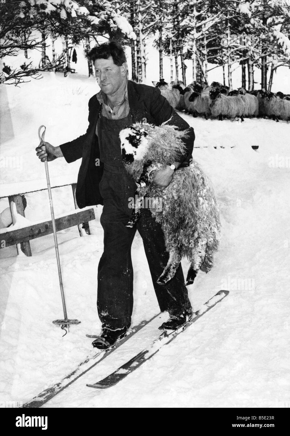 Scotland sheep mountains Black and White Stock Photos & Images - Alamy