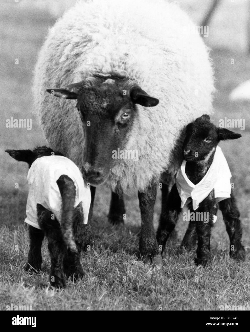 A pair of new-born lambs stand unsteadily in a field dressed in plastic ...