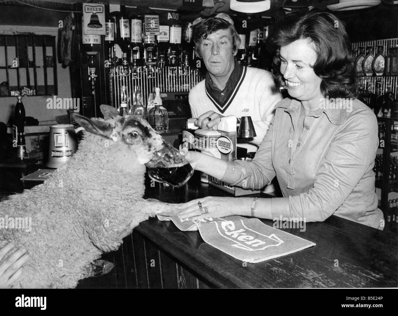 Eric the six-month-old lamb with Alan and Sheila Maughan, who run the ...