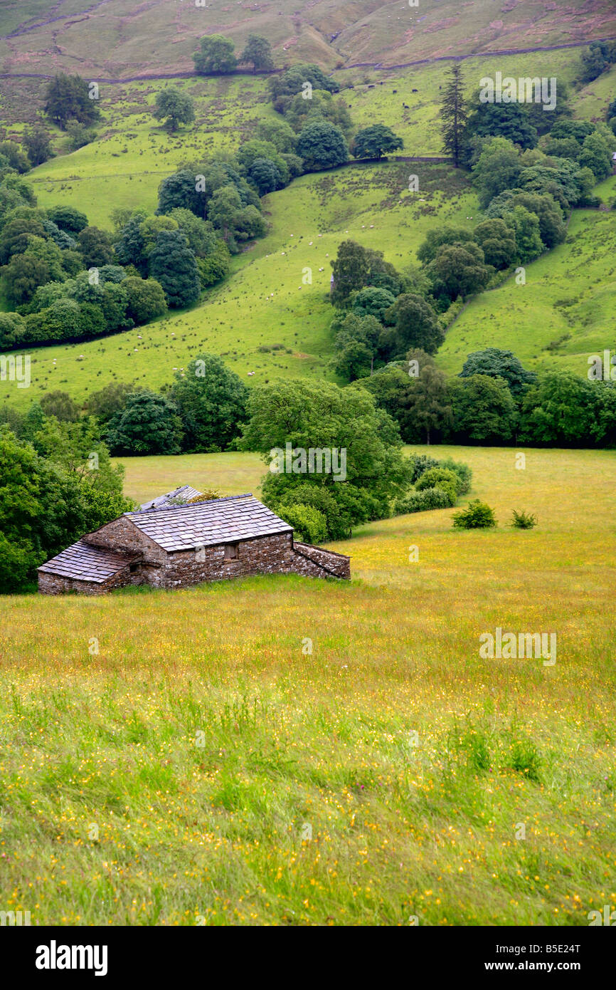 Summer Flower meadows Dentdale Valley Yorkshire Dales National Park ...
